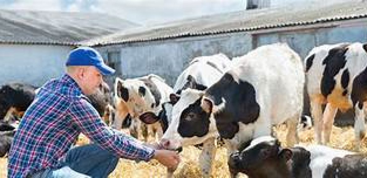 Dairy Workers Animal Handling And Health IEHSAS Dairy Workers Animal Handling And Health IEHSAS